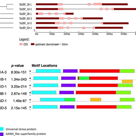 Protein Sequence Comparison Analysis Of Selected Tausps With Mj0577