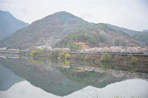 경남 벚꽃 명소 실시간 합천 백리벚꽃길 여행 코스 네이버 블로그