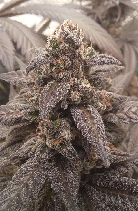 Purple Ghost Candy Rcannabisgrowers