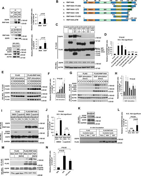 Rnf144a Sustains Egfr Signaling To Promote Egf Dependent Cell