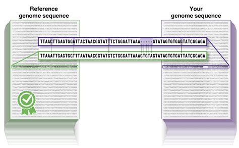 National Human Genome Research Institute Diseases That Come From Several Genomic Variants And