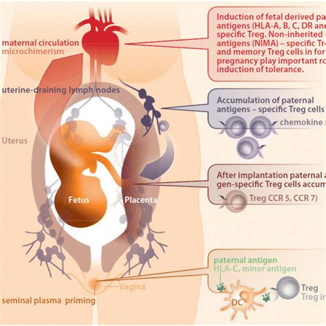 Expansion Of Treg Cells During Pregnancy Seminal Plasma Contains