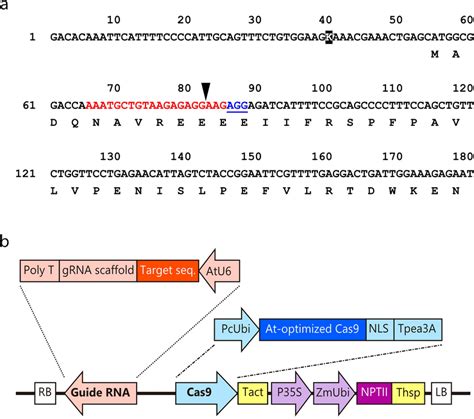 Design Of The Binary Vector For The Crisprcas9 System A Cjacos5