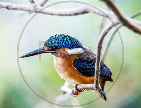 Image Of Caprivi Wildlife Picture Bf928647 Picxy