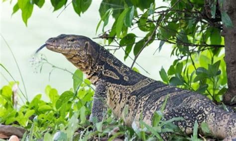 What Eats Bee Eater Birds 3 Common Predators