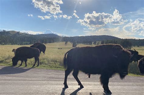 Bison Crossing Wildlife Loop At Custer State Park Sd Pics