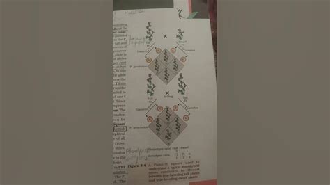 Principle Of Inheritance Class 12 All Digram Part 1 Youtube