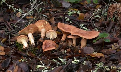24 Pink Mushrooms And Fungi Identification And Edibility