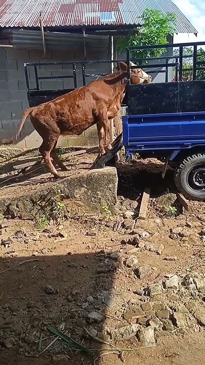 Parah Ni Parah Youtube