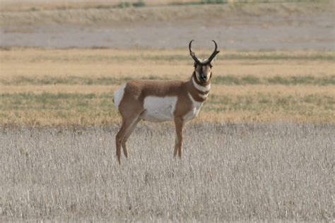 Pronghorns Antilocapridae Know Your Mammals