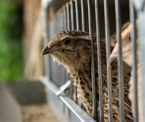 The Beginners Guide On How To Get Started Raising Quail — Always The
