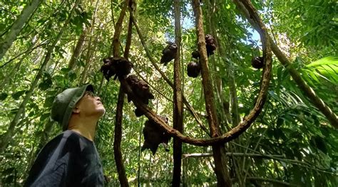 Bfokus Rafflesia And Orang Asli Beliefs Conservation Heritage