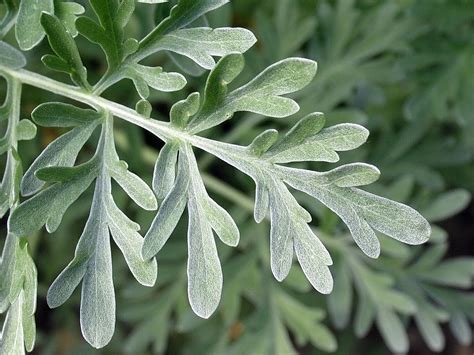 Wermut Heilpflanzenwissen — Heilpflanzenwissen