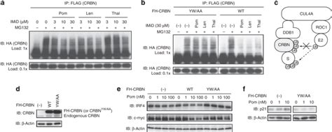 Expression Of Fh Crbn Ywaa Prevents Pomalidomide Lenalidomide Or