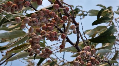 Oleaster Tree Branch With A Bunch Of Wild Berries Elaeagnus