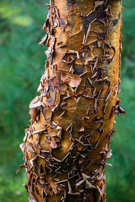 Rough Texture Of The Tree Trunk On A Paperbark Maple As A Nature