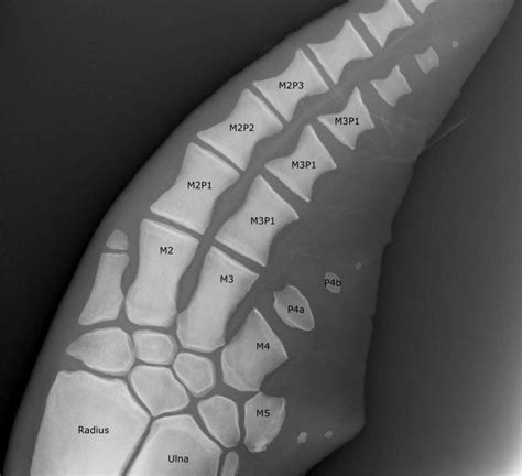Aging Dolphins Via Pectoral Flipper Radiography National Marine
