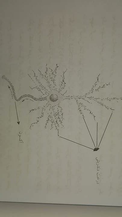 درخت دندریتی Youtube