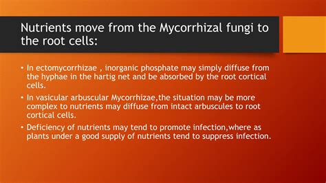 Root Microbe Interactionstypes Of Mycorrhizae Pptx