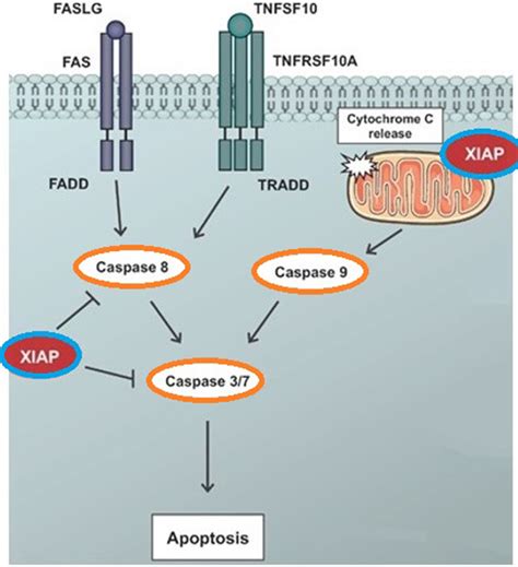Xiap Birc4 Is A Multi Functional Protein That Is Involved In Cell