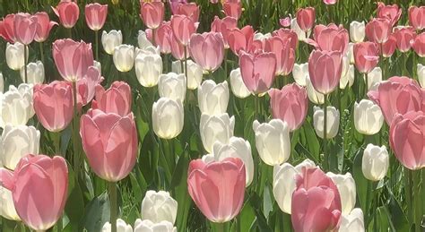 Field Of Pink And White Tulips