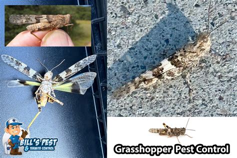 Best Grasshopper Pest Control Phoenix Az Exterminator Service