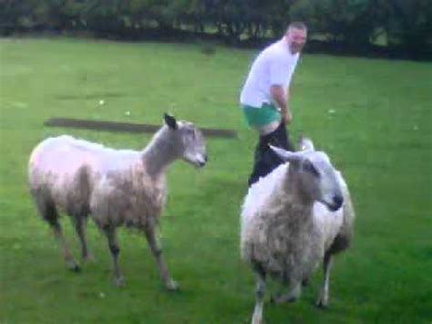 Aha Sheep Shagger Youtube