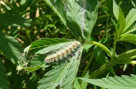 Hemp Insect Fact Sheets Hemp Insect