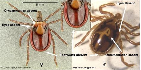 Factsheet Ixodes