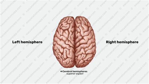 Anatomy Of The Brain Easy Anatomy 3d