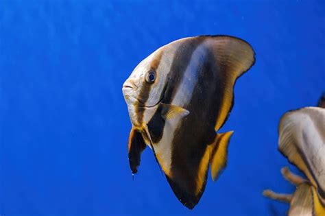 Premium Photo Underwater Shot Of Fish Platax Orbicularis