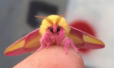 This Colorful Rosy Maple Moth Is An Eye Catching Garden Visitor
