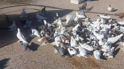 Pellumbat E Altinit Sarande Youtube