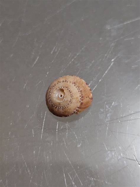 Philippia Lutea From Shell Cove Nsw 2529 Australia On August 17 2024 By Michaeln05 · Inaturalist