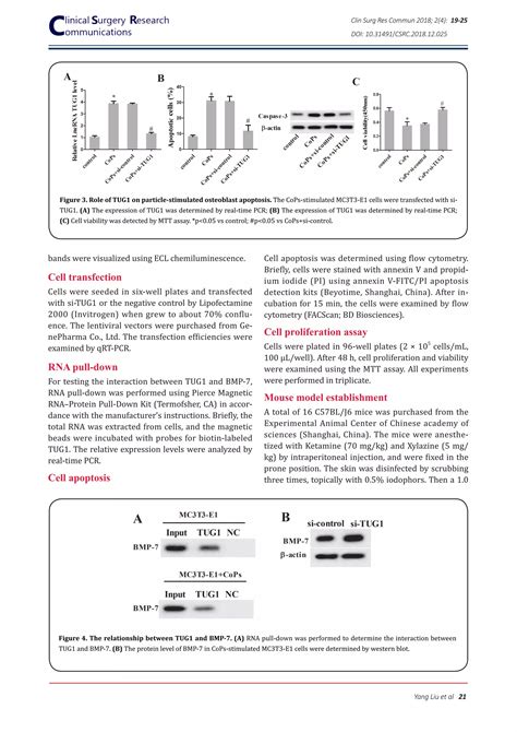 Knockdown Of Long Non Coding Rna Tug1 Suppresses Osteoblast Apoptosis