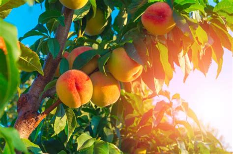 Growing Nectarine Trees How To Plant And Care For This Marvelous Stone