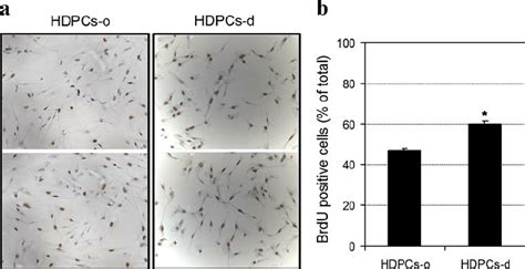 Proliferation Studies Of Pulp Cells On Culture Dishes As Measured By