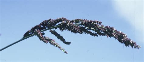 Weeds Barnyardgrass Echinochloa Crus Galli Hortsense Washington