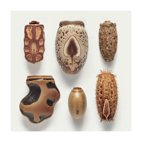 Bug Addiction Confessions Of A Bug Addict It Is Simply Impossible Not To Love Walking Sticks