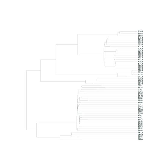 Phylogenetic Tree Of The S Typhi Isolates As Generated In Download Scientific Diagram
