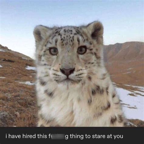 50 Animal And Nature Memes As Shared By Members Of This Popular