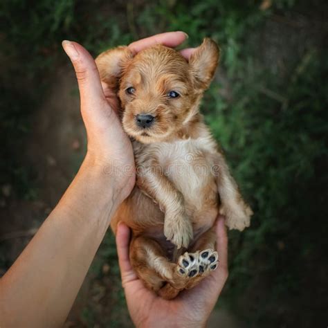 English Cocker Spaniel Cute Ginger Puppies Funny Photo Portrait Stock