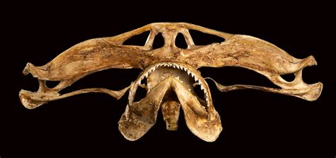 Hammerhead Shark Skull At Joshua Freeman Blog