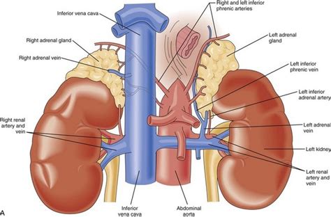 Suprarenal Glands Adrenal Glands Anatomy Structure And Effect Of