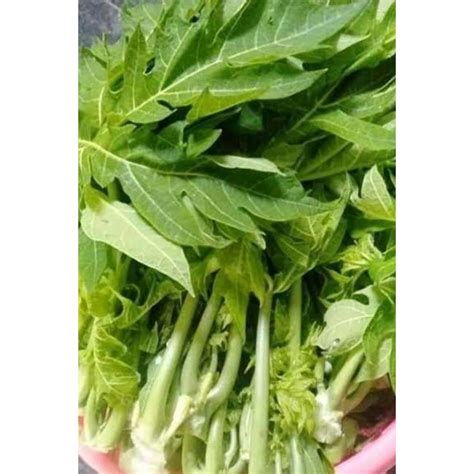 Jual Pucuk Daun Kates Daun Pepaya 1 Ikat Kecil Shopee Indonesia