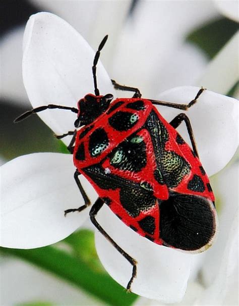 Scarlet Shield Bug Eurydema Dominulus