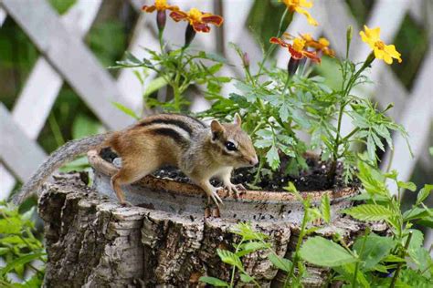 What Do Wild Chipmunks Eat
