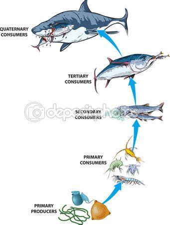 White Shark Food Chain Diagram Ocean Food Chain Worksheet What Is A