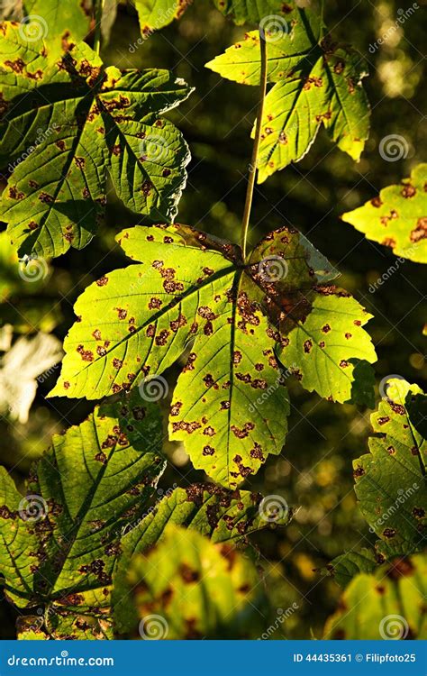 Sick Maple Leaf Stock Image Image Of Colored Outdoors 44435361
