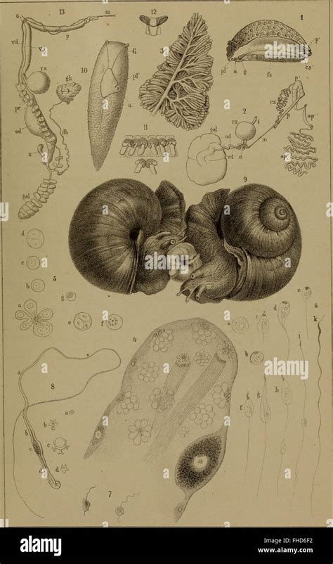 The Classes And Orders Of Mollusks Malacozoa Scientifically Presented